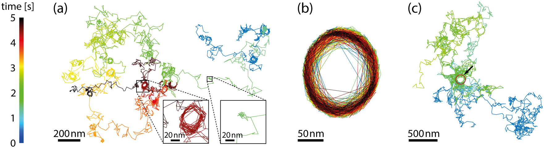 Visualization of lipids and proteins at high spatial and temporal ...
