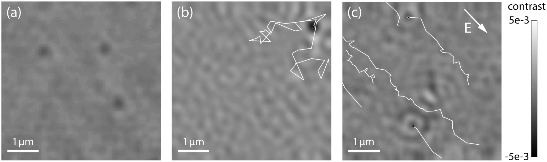 Visualization of lipids and proteins at high spatial and temporal ...