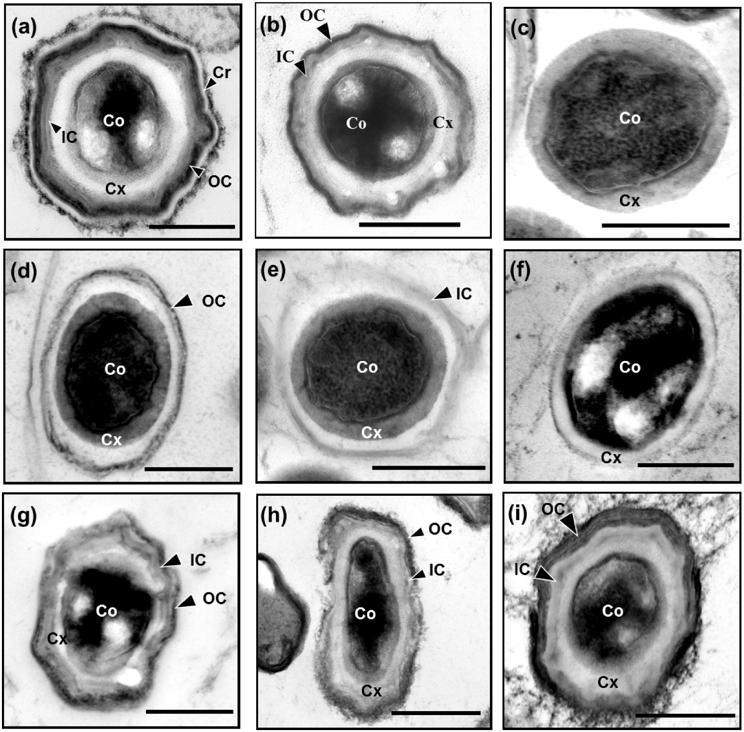 Understanding of the importance of the spore coat structure and ...