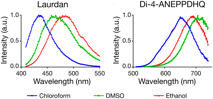 Laurdan and Di-4-ANEPPDHQ probe different properties of the membrane ...