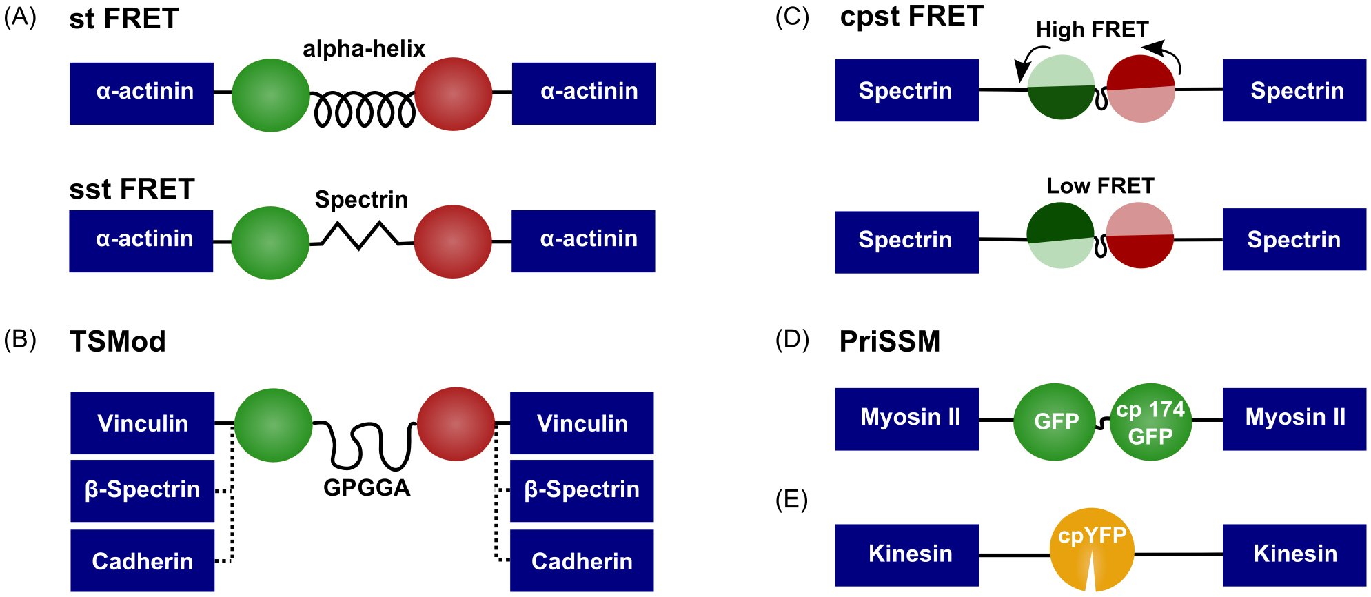Molecular force sensors to measure stress in cells - IOPscience