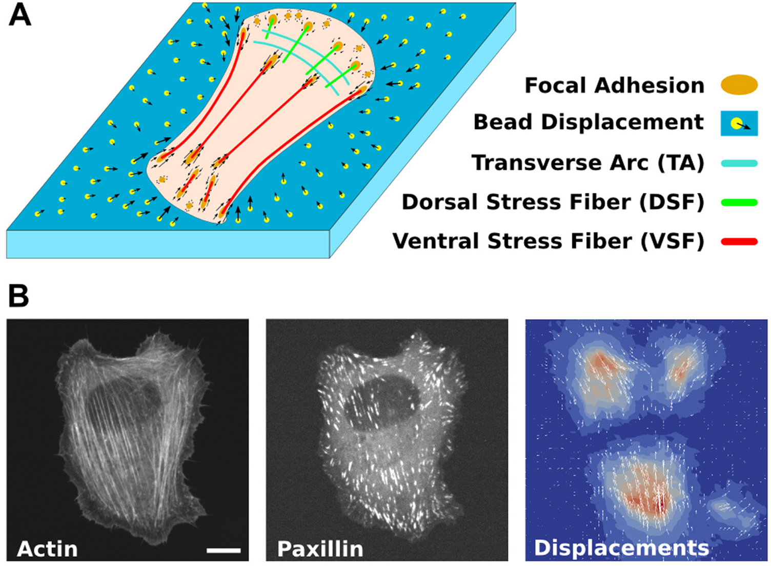 Physical probing of cells - IOPscience