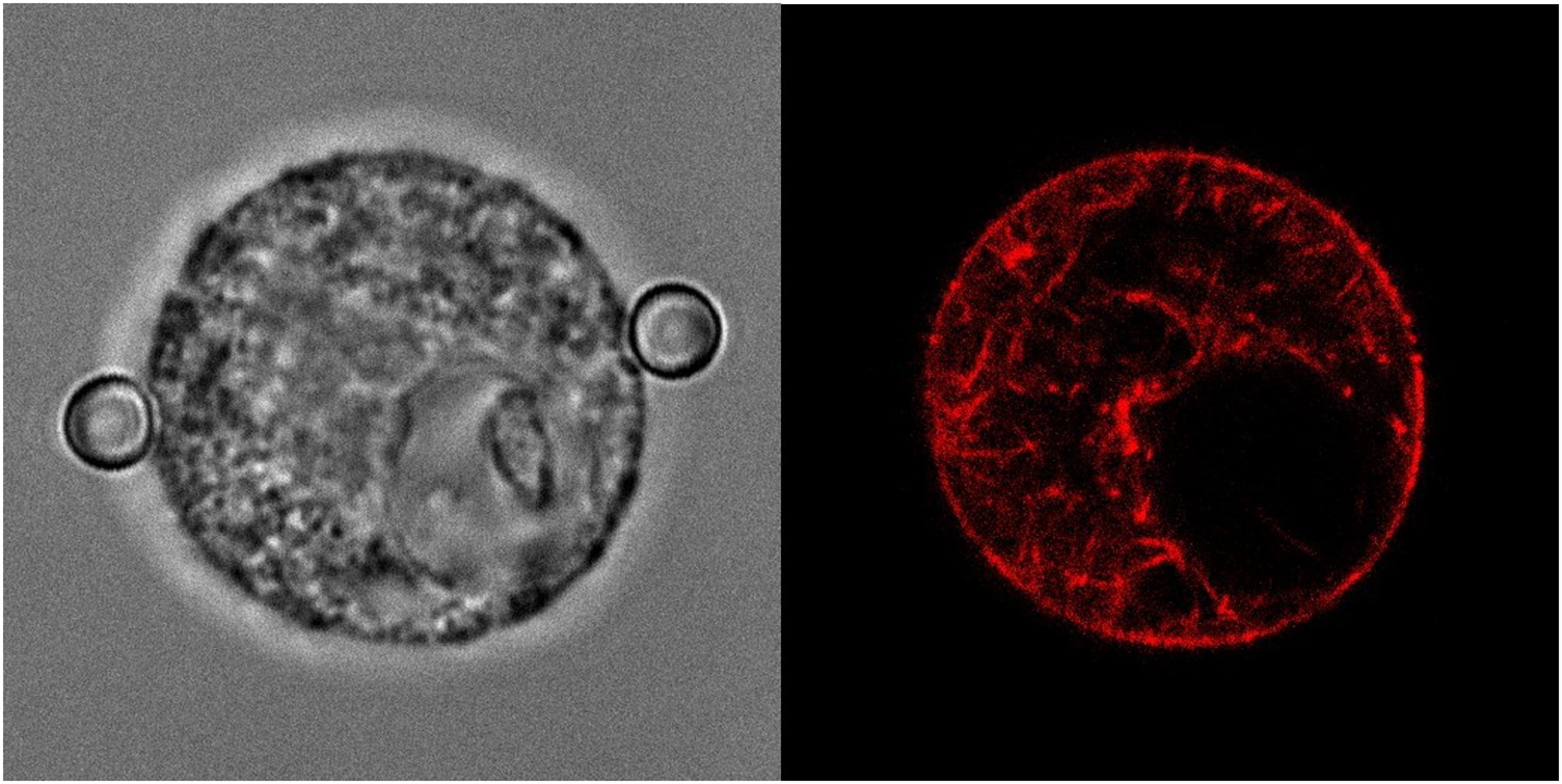 Physical probing of cells - IOPscience