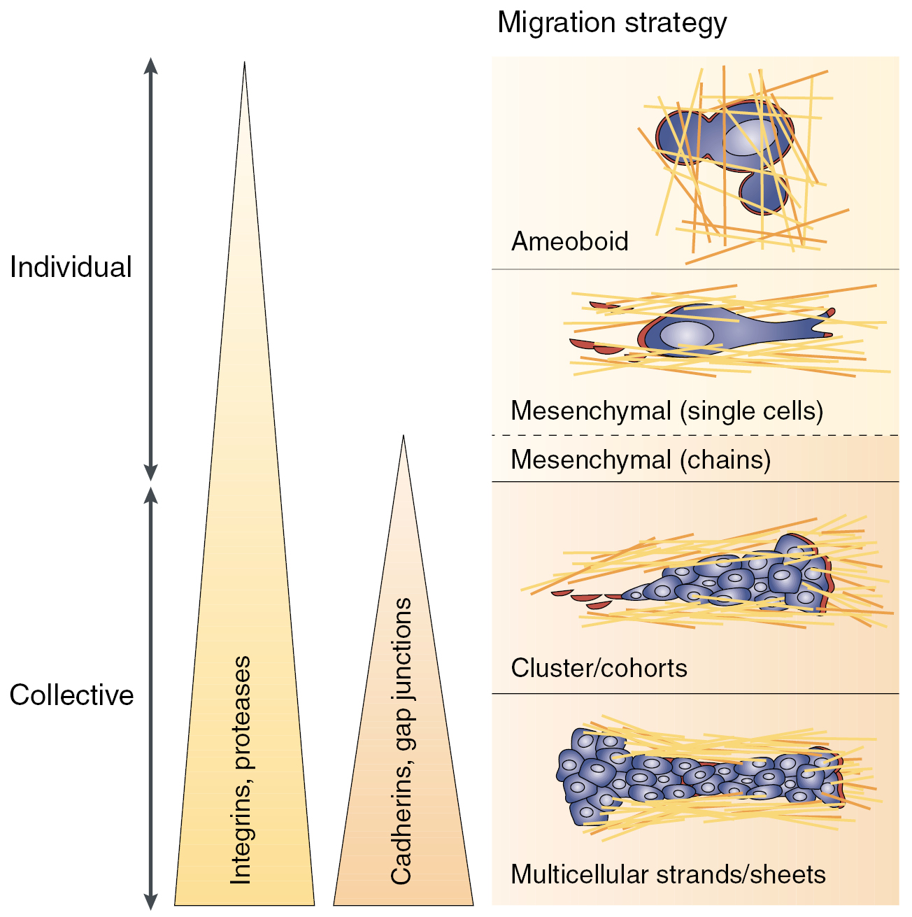 Jamming transitions in cancer - IOPscience