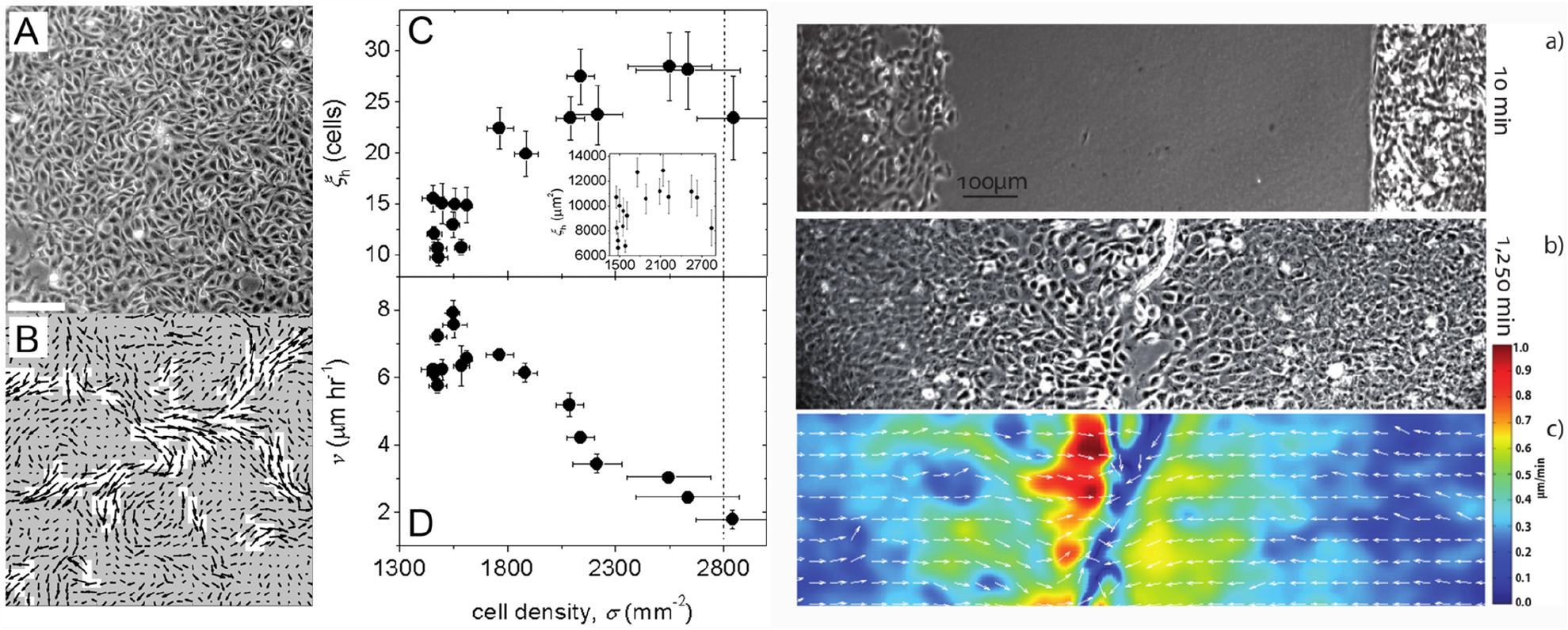 Jamming transitions in cancer - IOPscience