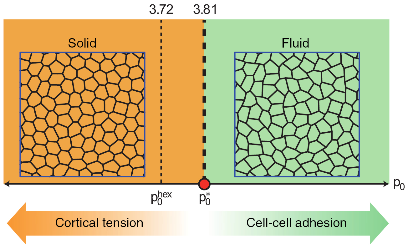 Jamming transitions in cancer - IOPscience