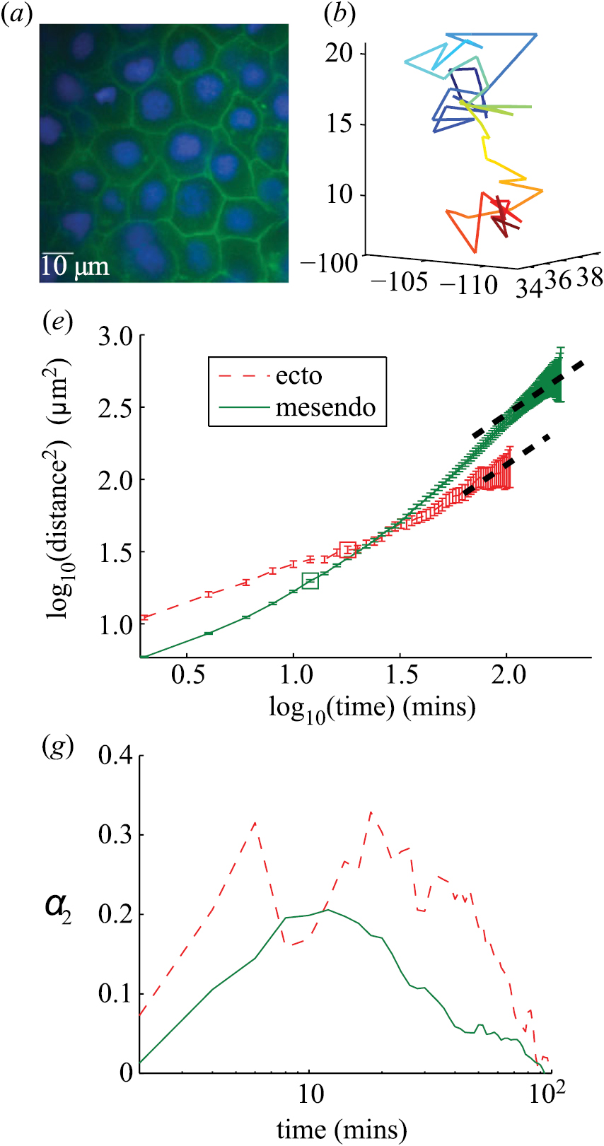 Jamming transitions in cancer - IOPscience