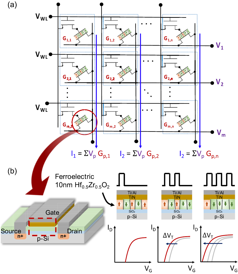 A ferroelectric field effect transistor based synaptic weight cell ...