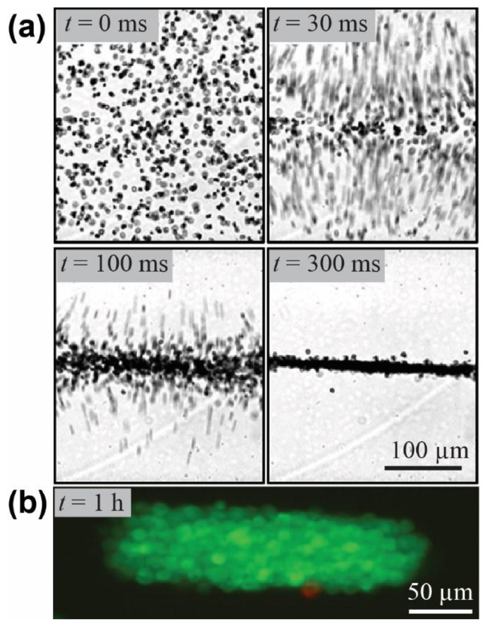 The 2019 surface acoustic waves roadmap - IOPscience