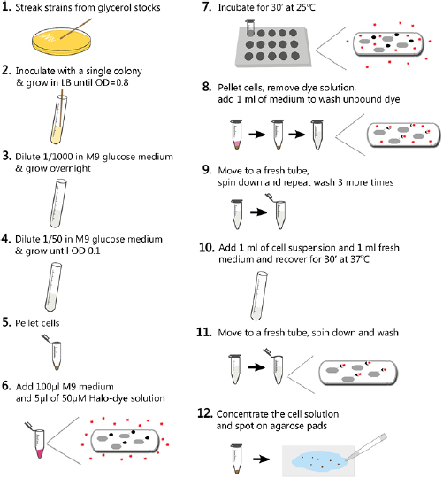 Choosing the right label for single-molecule tracking in live bacteria ...