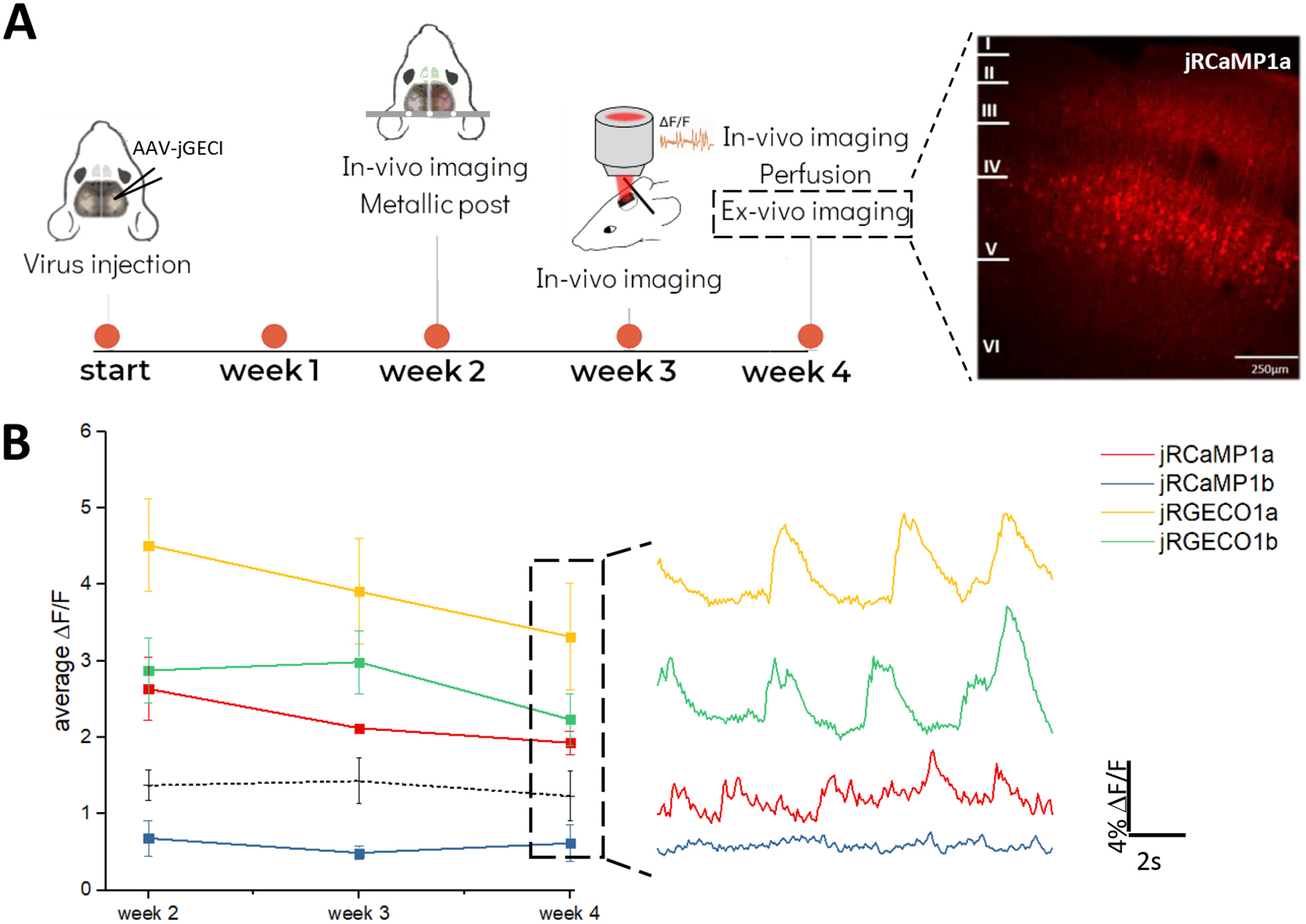Wide-field imaging of cortical neuronal activity with red-shifted ...