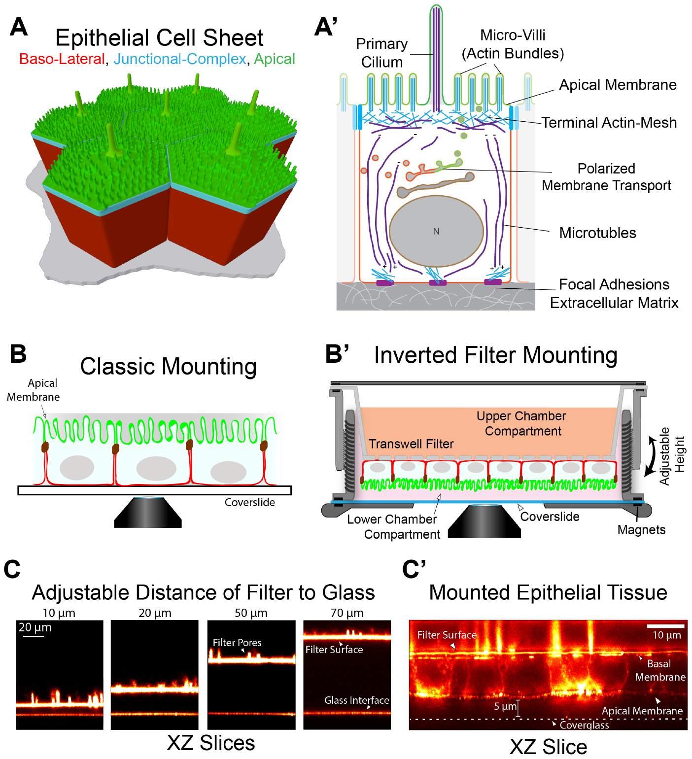 Optimization of 2D and 3D cell culture to study membrane organization ...