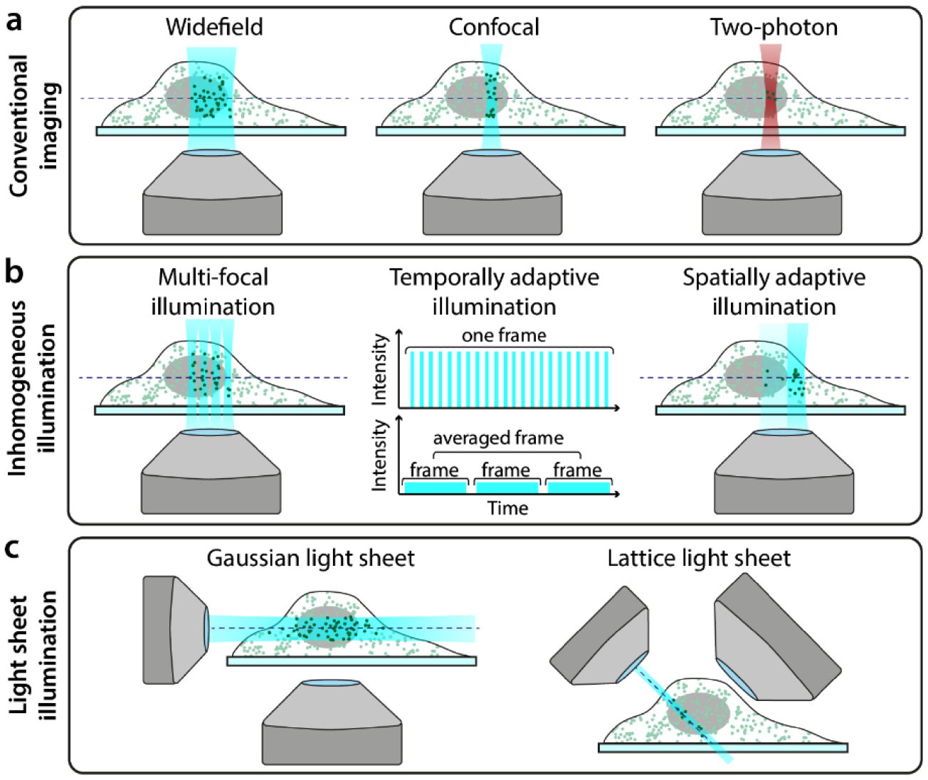 Between life and death: strategies to reduce phototoxicity in super ...