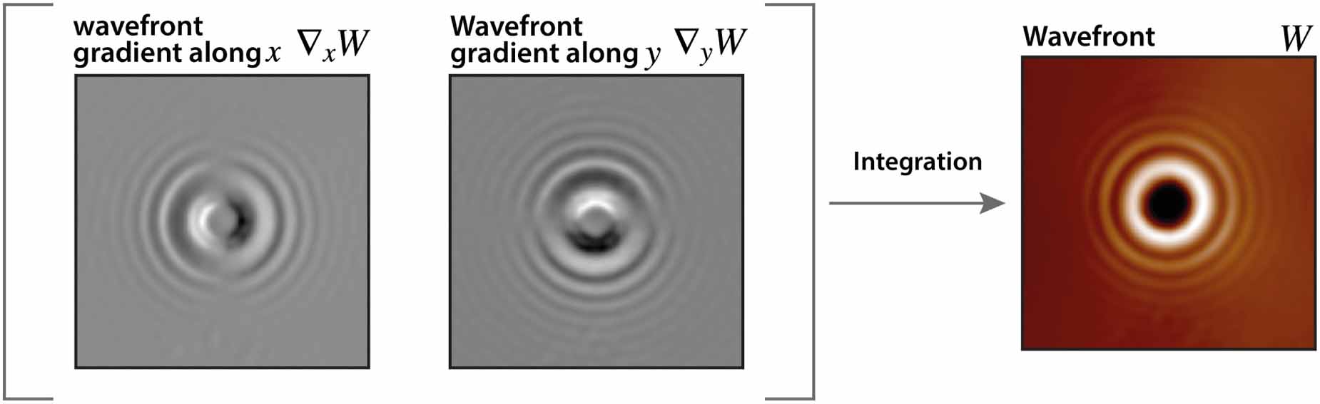 Quantitative phase microscopy using quadriwave lateral shearing interferometry (QLSI): principle ...