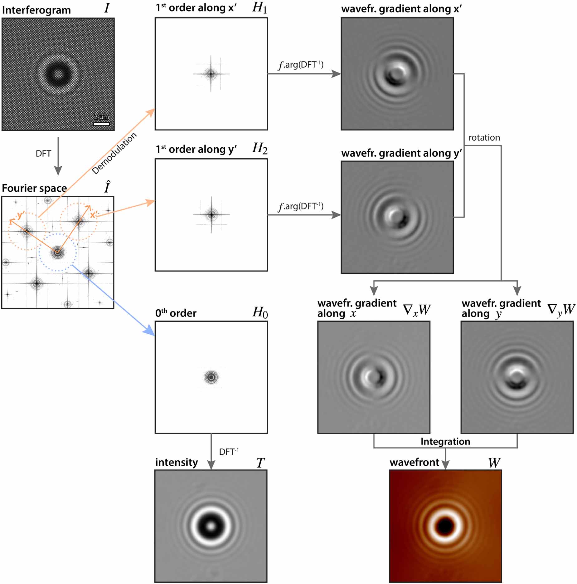 Quantitative phase microscopy using quadriwave lateral shearing ...