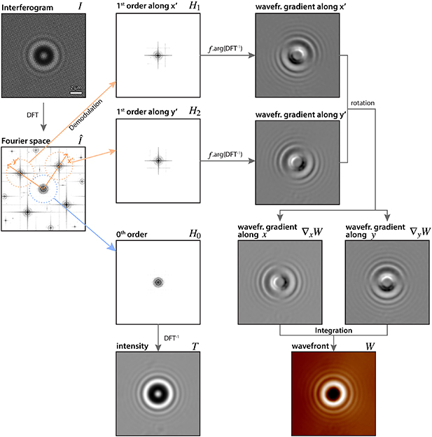 Quantitative phase microscopy using quadriwave lateral shearing interferometry (QLSI): principle ...