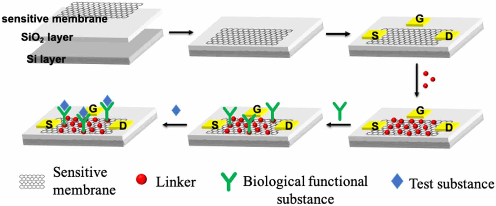 Recent advances in field effect transistor biosensor technology for ...