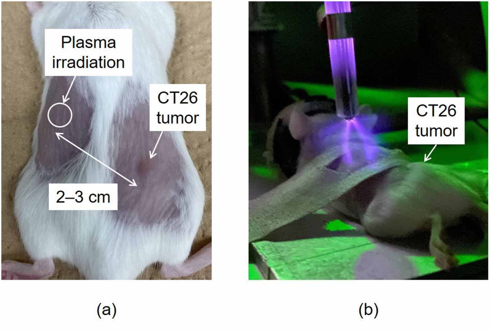 Antitumor abscopal effects in mice induced by normal tissue irradiation ...