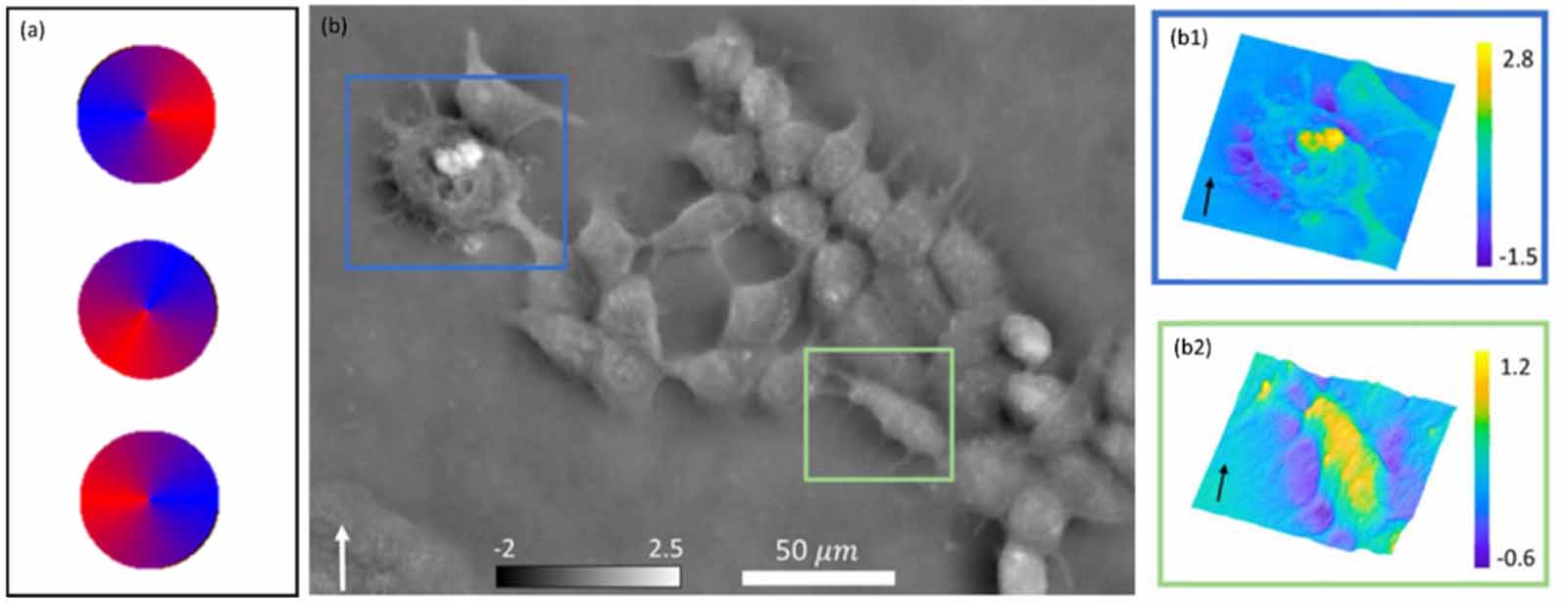 Isotropic quantitative differential phase contrast imaging techniques ...