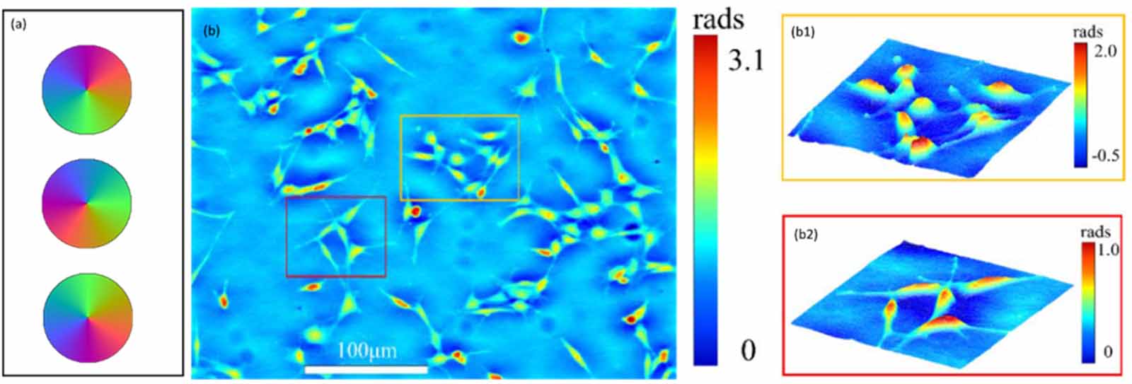 Isotropic quantitative differential phase contrast imaging techniques ...