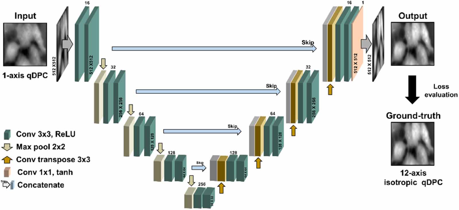 Isotropic quantitative differential phase contrast imaging techniques ...