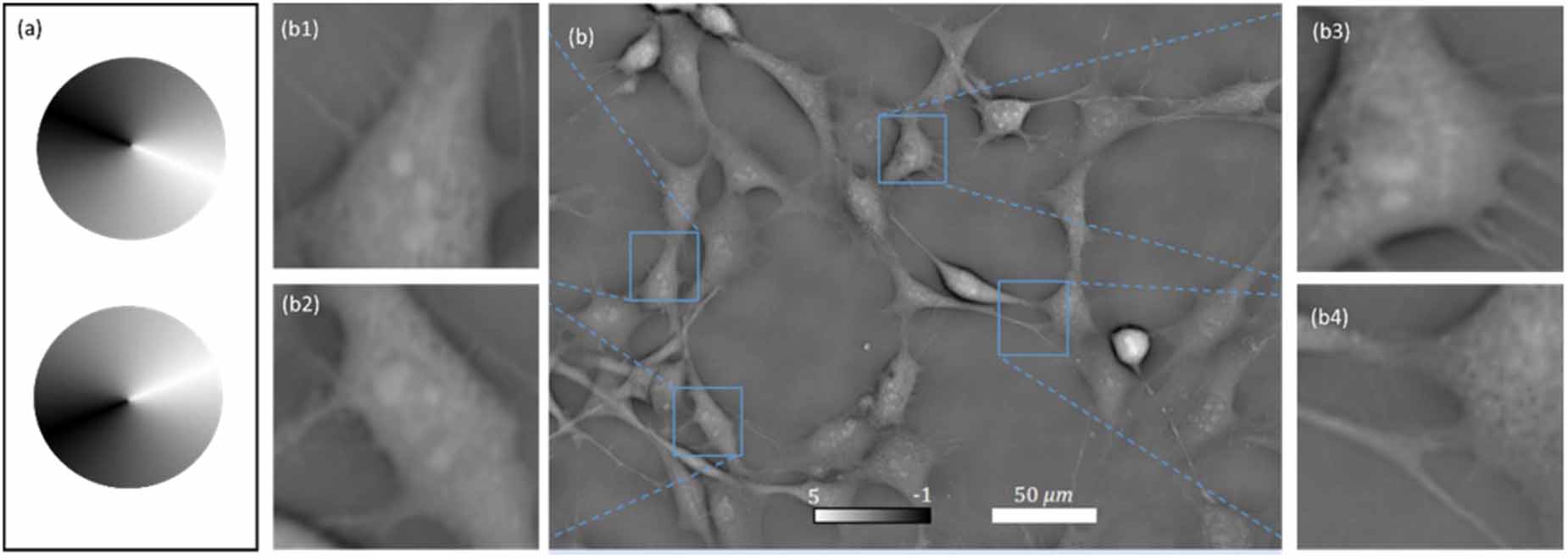 Isotropic quantitative differential phase contrast imaging techniques ...