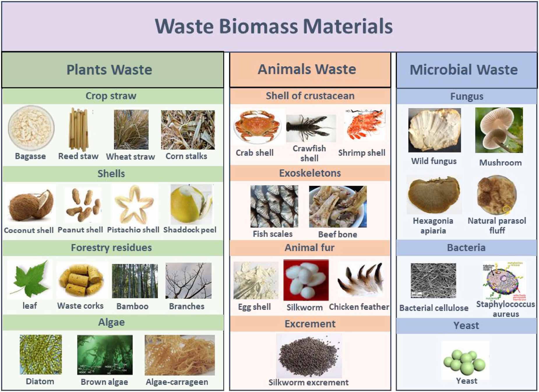 Renewable waste biomass-derived carbon materials for energy storage ...