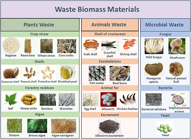 Renewable waste biomass-derived carbon materials for energy storage ...