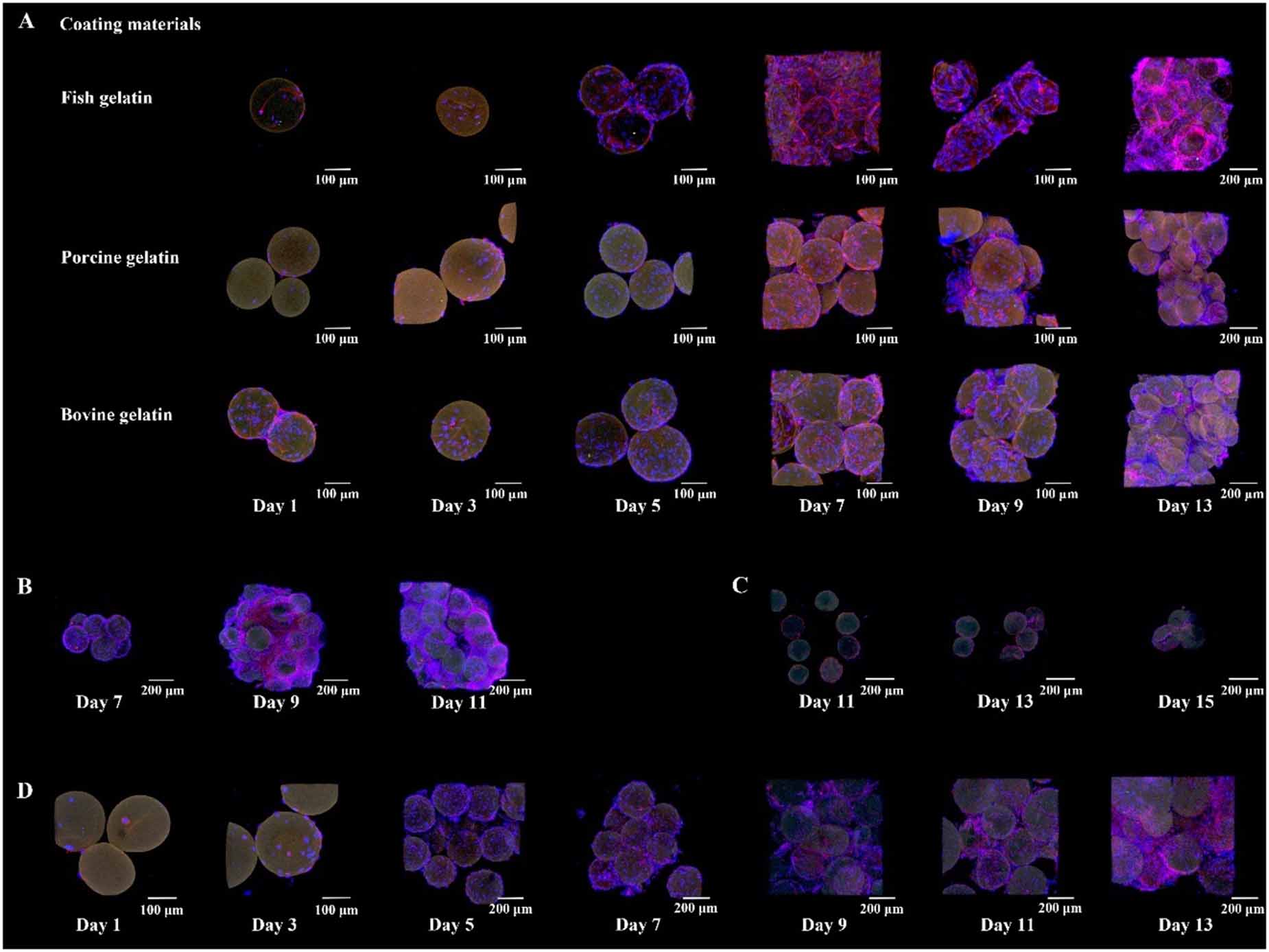 Functional composite microbeads for cell-based meat culture: effect of ...