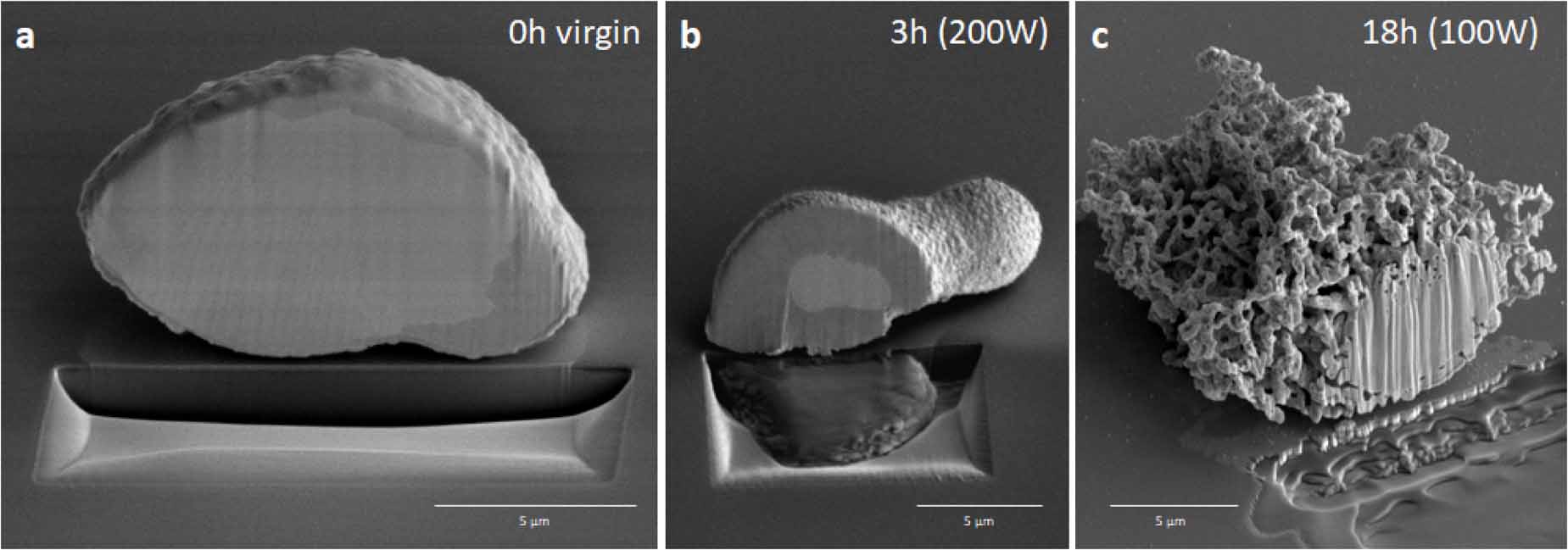The impact of hydrogen plasma on the structure and morphology of tin ...