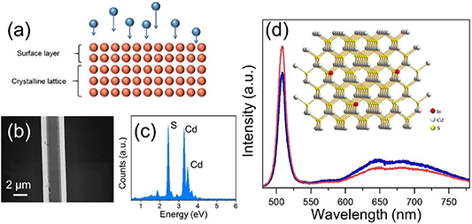 Enhanced photoresponse of the CdS microwire photodetectors based on ...