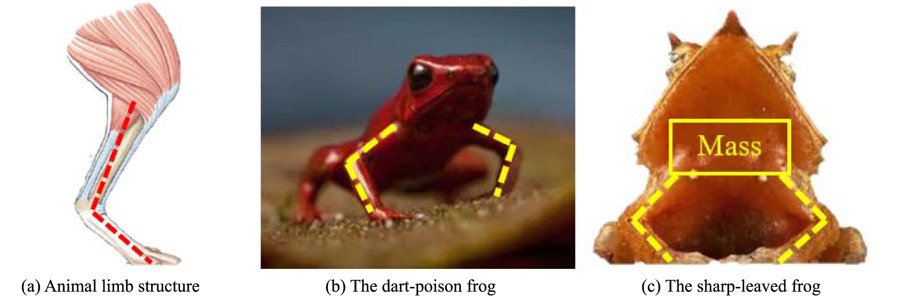 A novel frog-like meta-structure with linkage mechanism for low ...