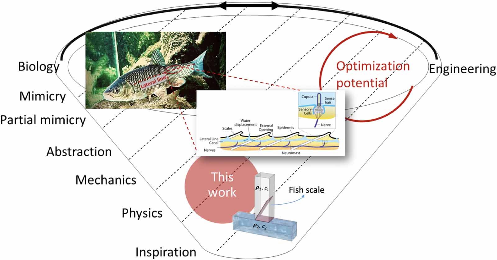 Bioinspired Fano-like resonant transmission: frequency selective ...