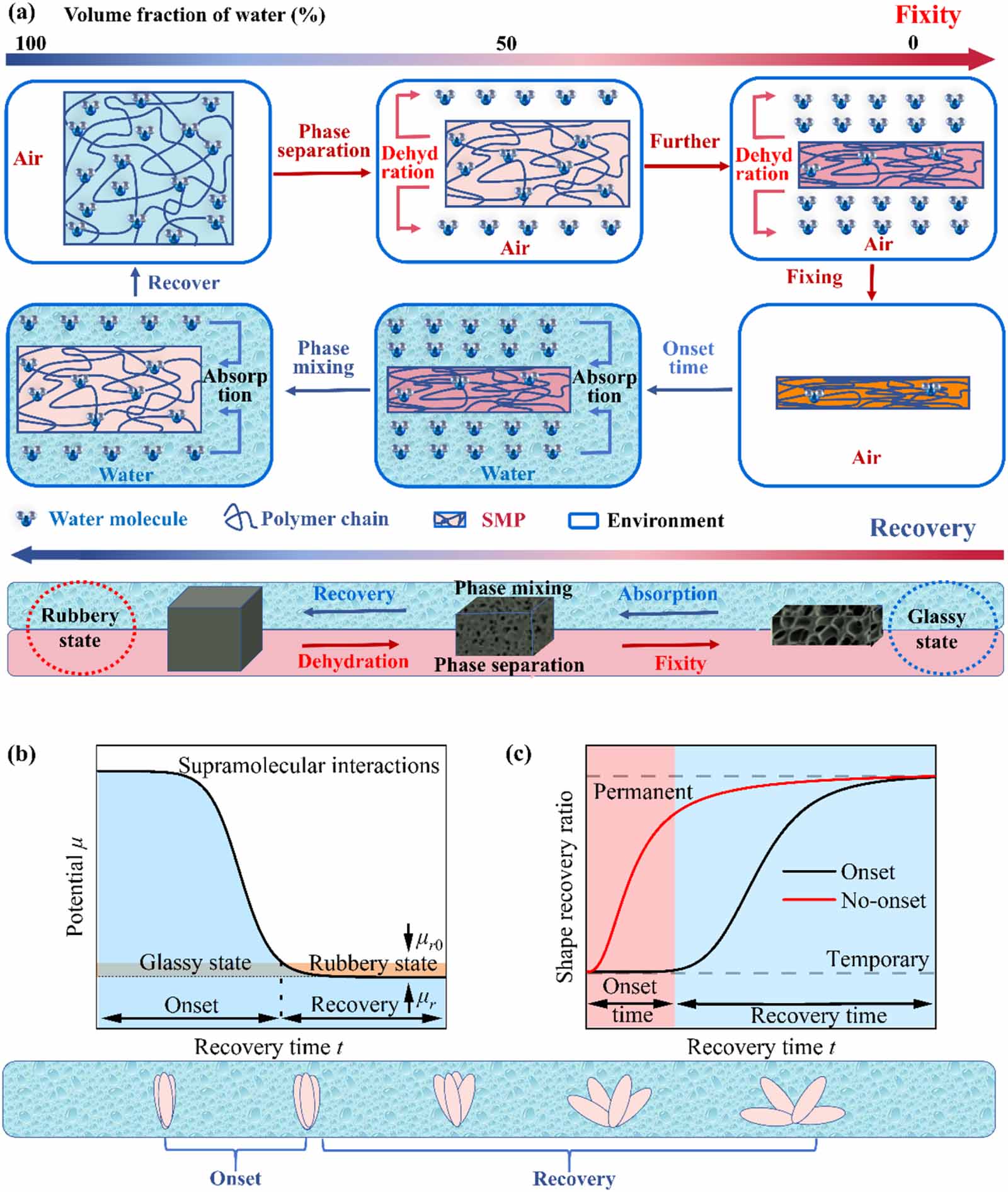 A dynamic phase separation model for glass transition behavior in water ...