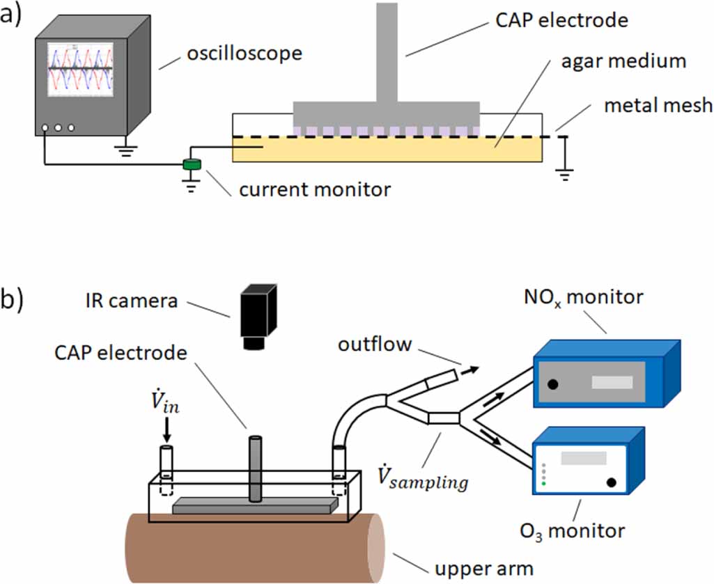 Which CAP components are relevant for enhancing dermal microcirculation ...