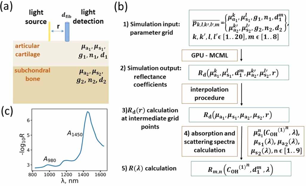 Evaluation of cartilage properties from NIR diffuse reflectance spectra ...