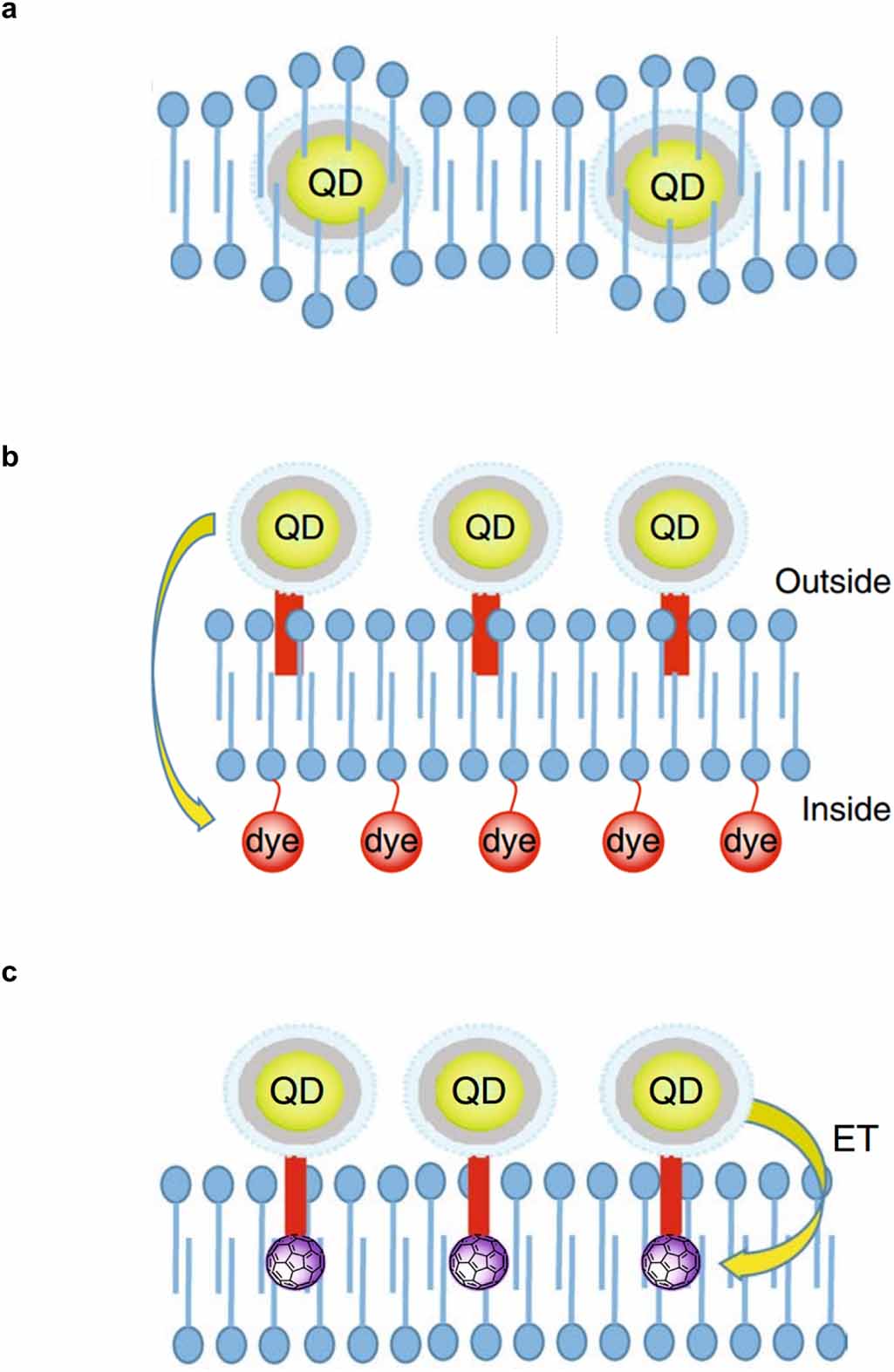 Advances in optical recording techniques for non-invasive monitoring of ...