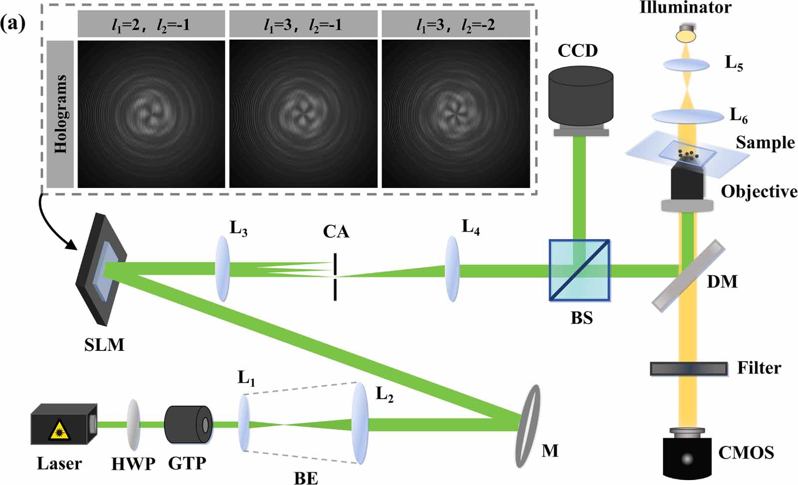 Generation of auto-focusing circular Pearcey Swallowtail tornado beams ...