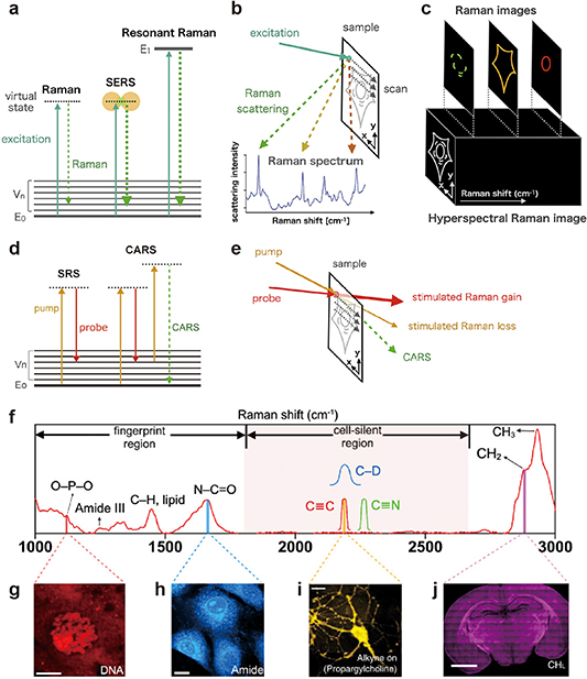 Raman metabolic imaging: an emerging tool for the study of drug ...