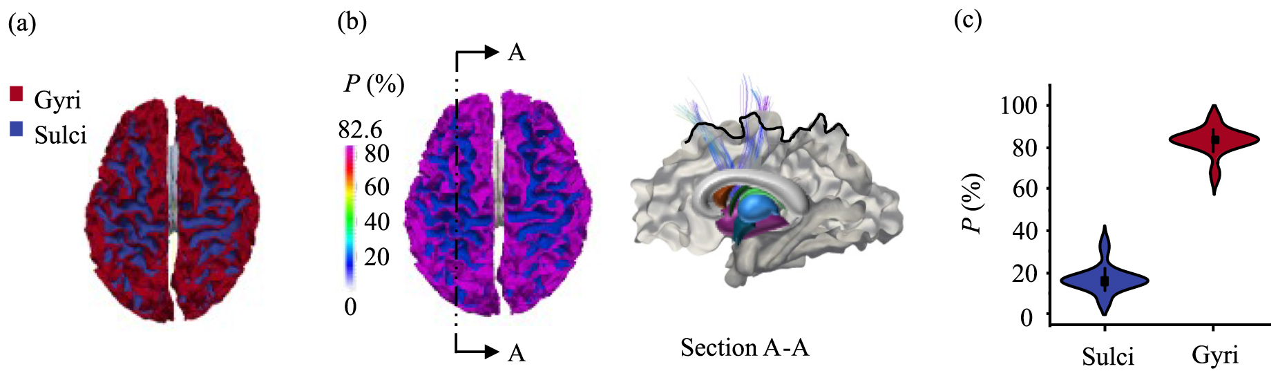 A mechanical model for axon pathfinding in a folding brain - IOPscience