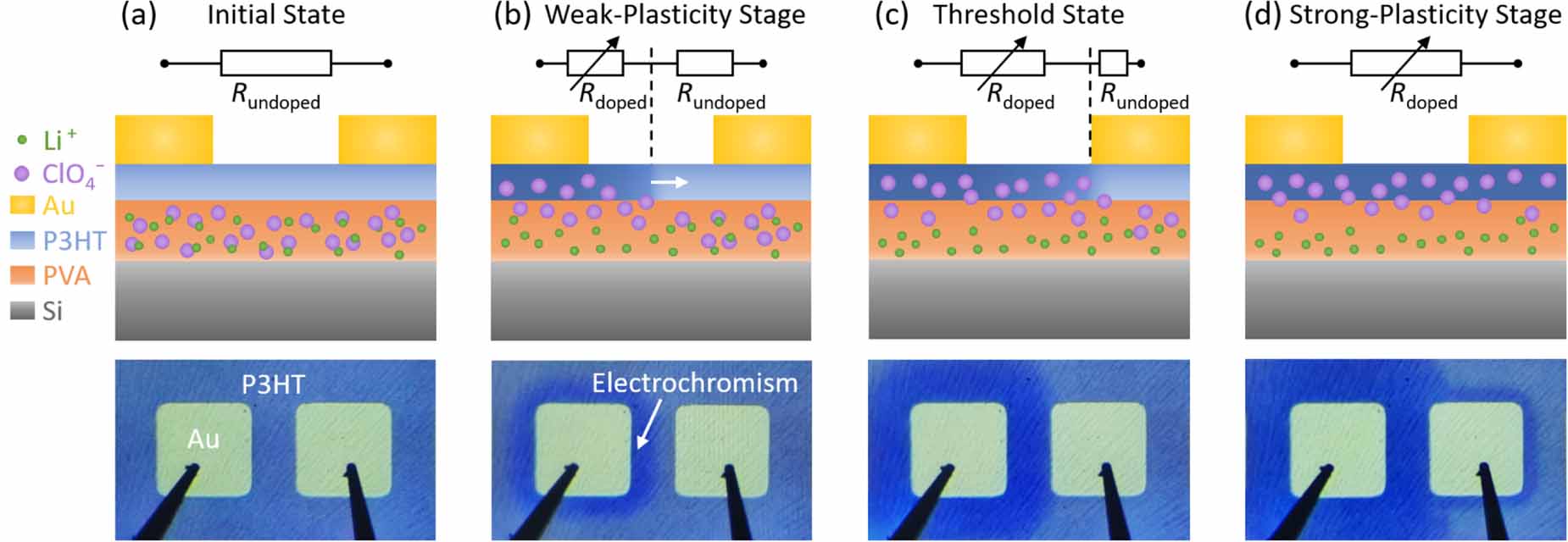 Organic lateral electronic synapse with history-dependent ...