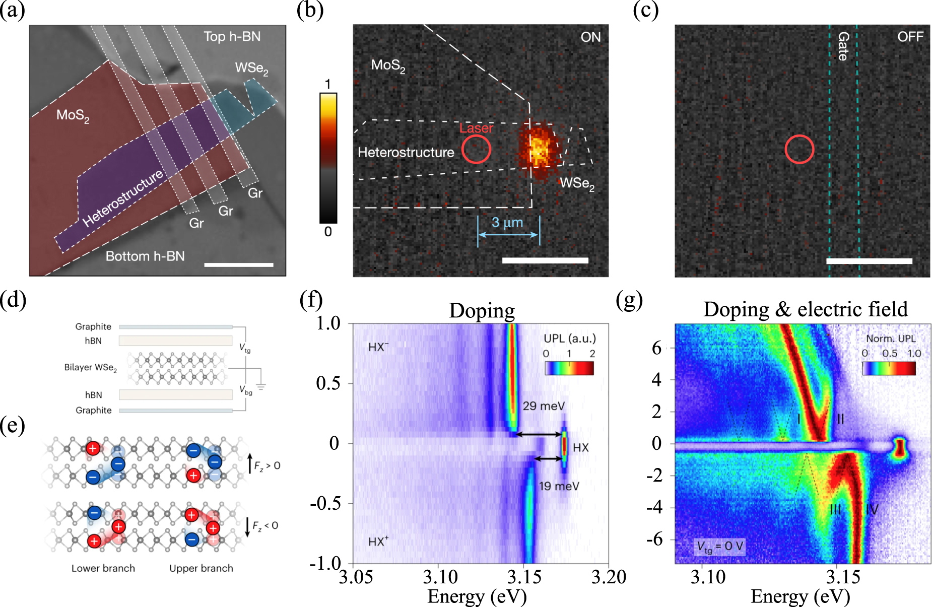 Two-dimensional field-effect transistor empowering multifunctional ...