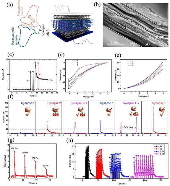 Research progress in artificial synapses based on two-dimensional ...