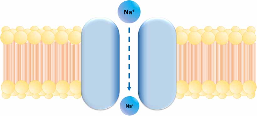 Using physics simulation to understand the biology process of ion ...