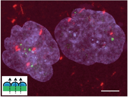 Ion track reconstruction in 3D using alumina-based fluorescent nuclear ...
