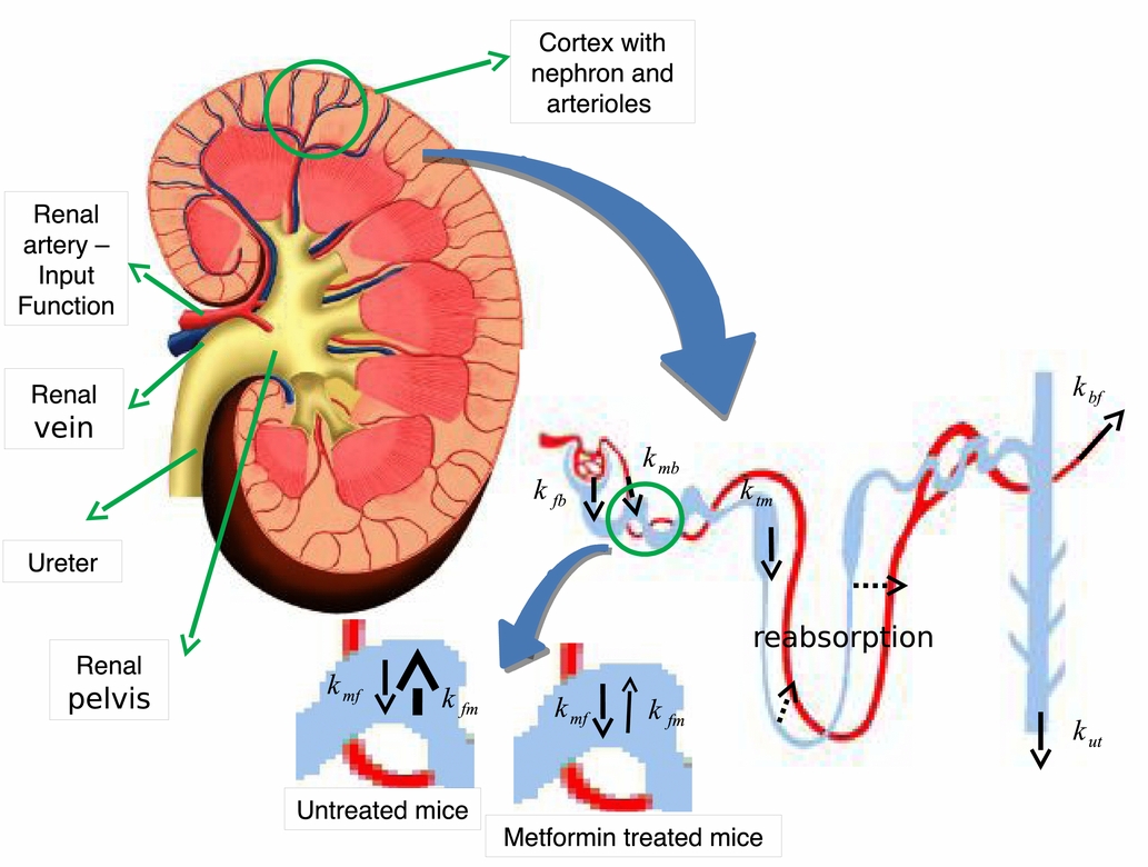 A novel description of FDG excretion in the renal system: application ...