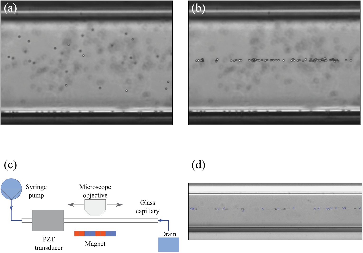 Understanding the dynamics of superparamagnetic particles under the ...