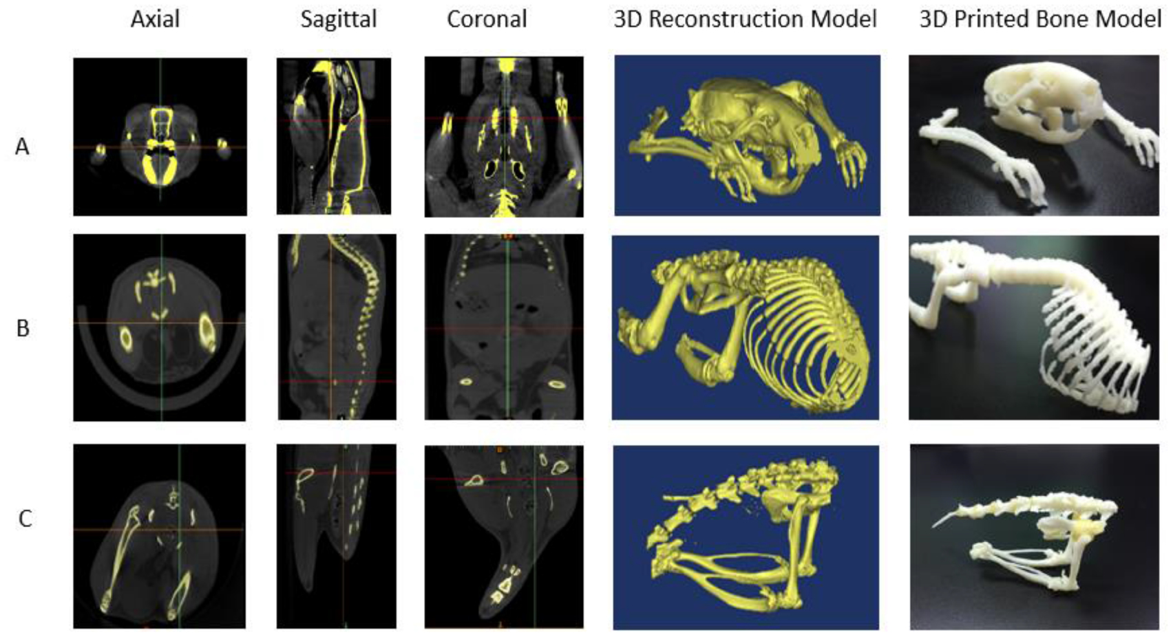 Fabrication of an anthropomorphic heterogeneous mouse phantom for ...