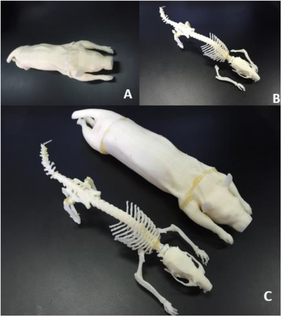 Fabrication of an anthropomorphic heterogeneous mouse phantom for ...