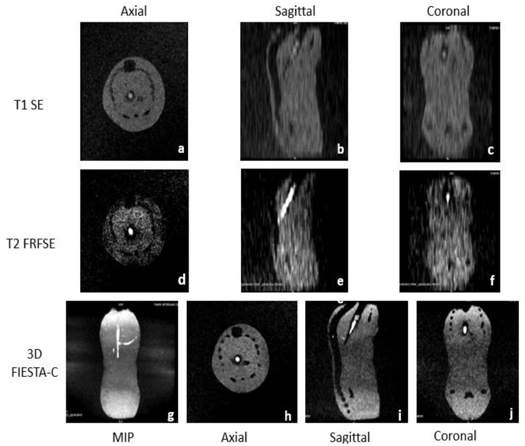 Fabrication of an anthropomorphic heterogeneous mouse phantom for ...